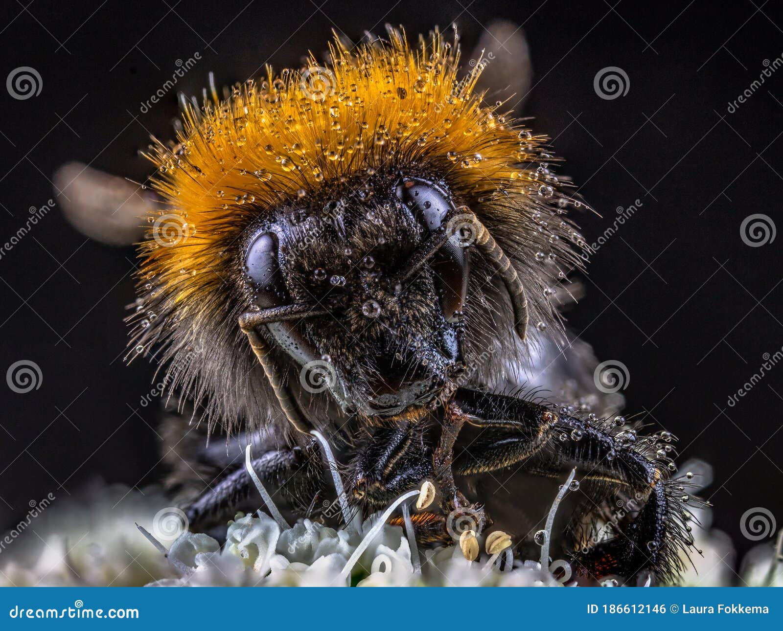 Macro of a the head of Bee stock photo. Image of water - 186612146
