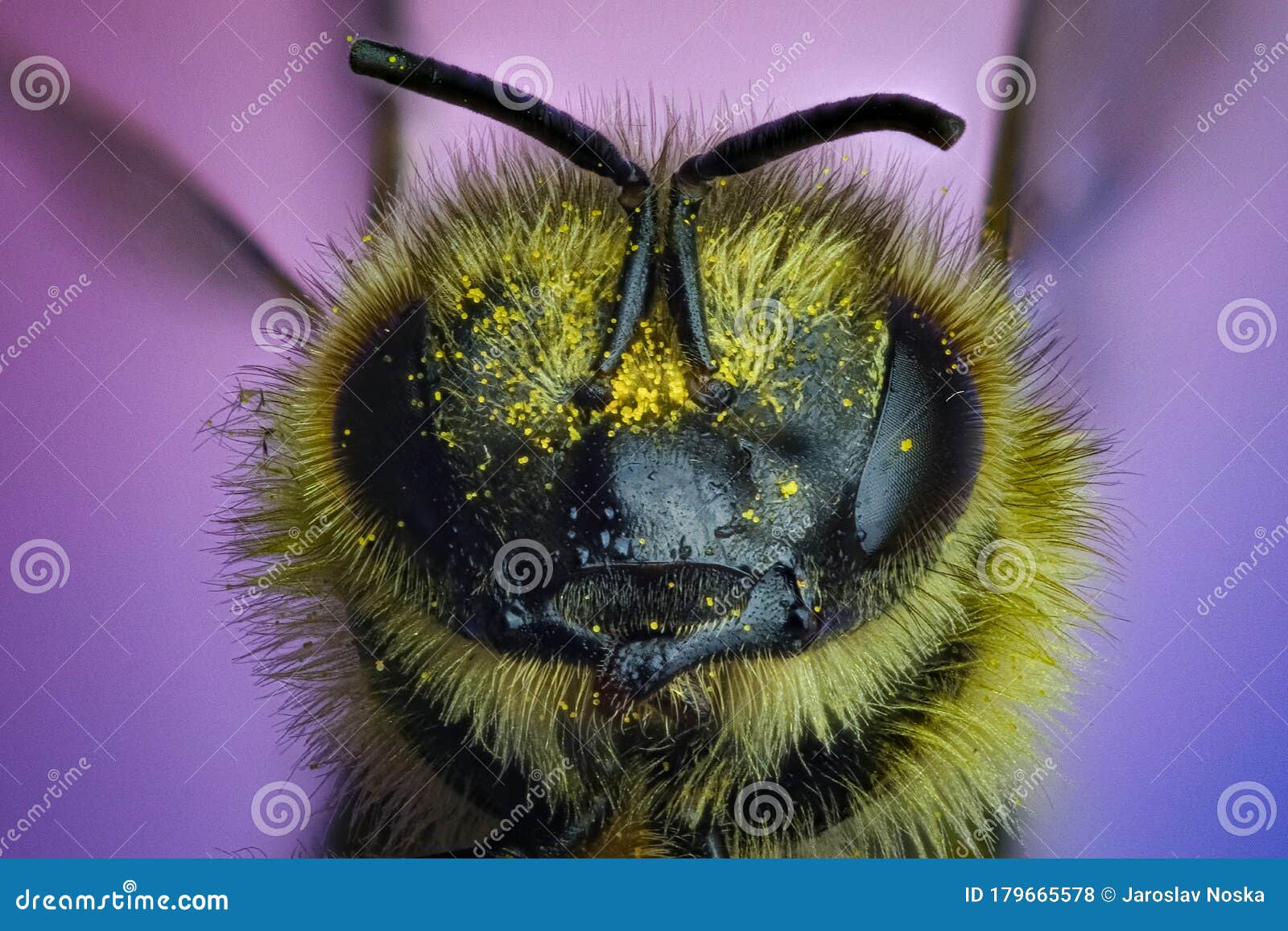 Macro of Head and Bee Eyes, Abstract Colorful Background Stock Photo ...