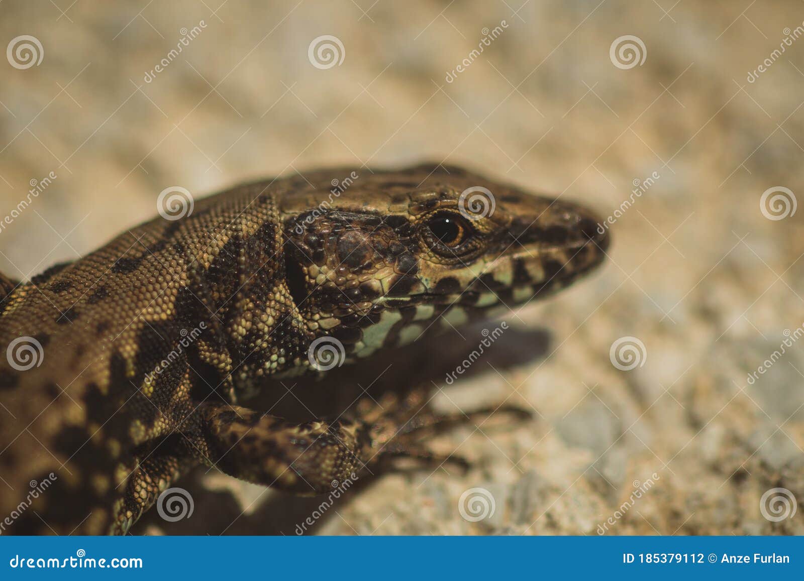 Macro of a Head of a Sand Lizard Stock Photo - Image of agilis, skin ...
