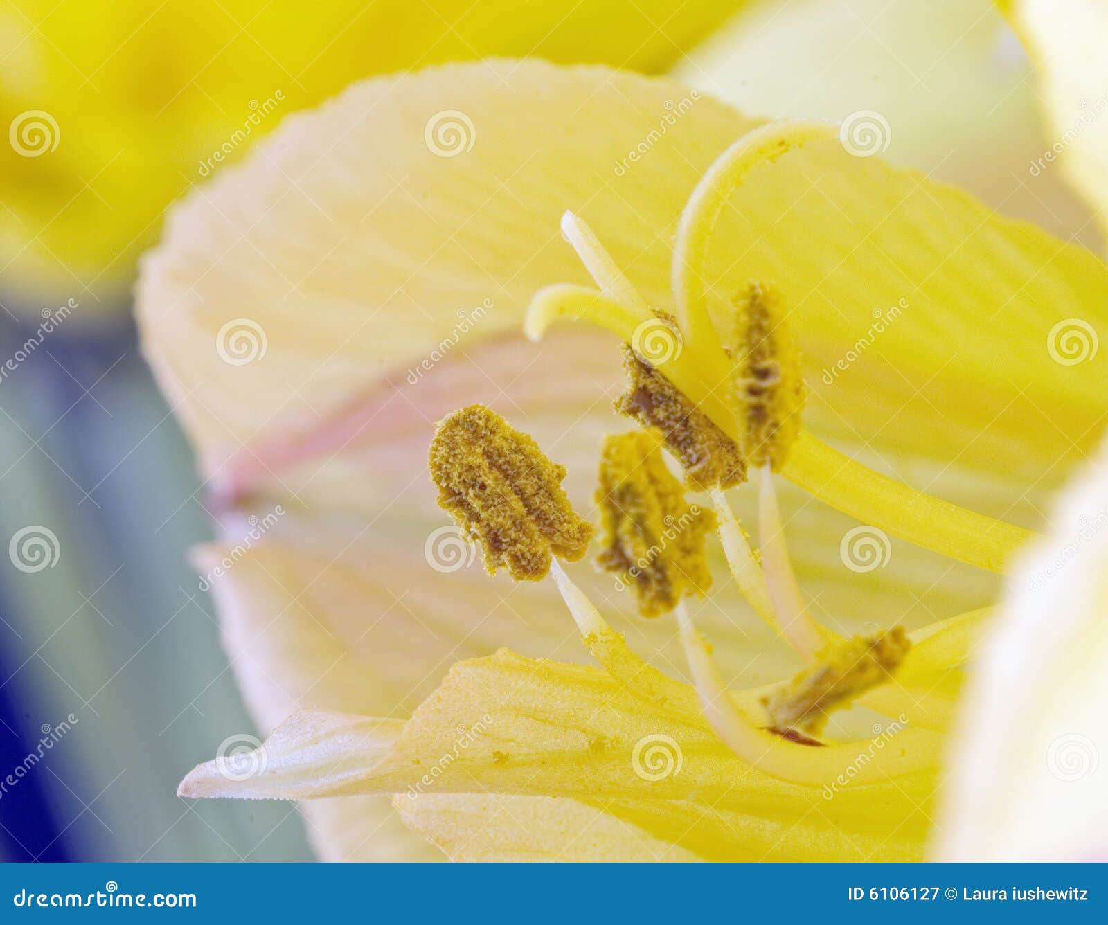 Macro Helmknop Met Stuifmeel Stock Afbeelding - Image of botanisch ...