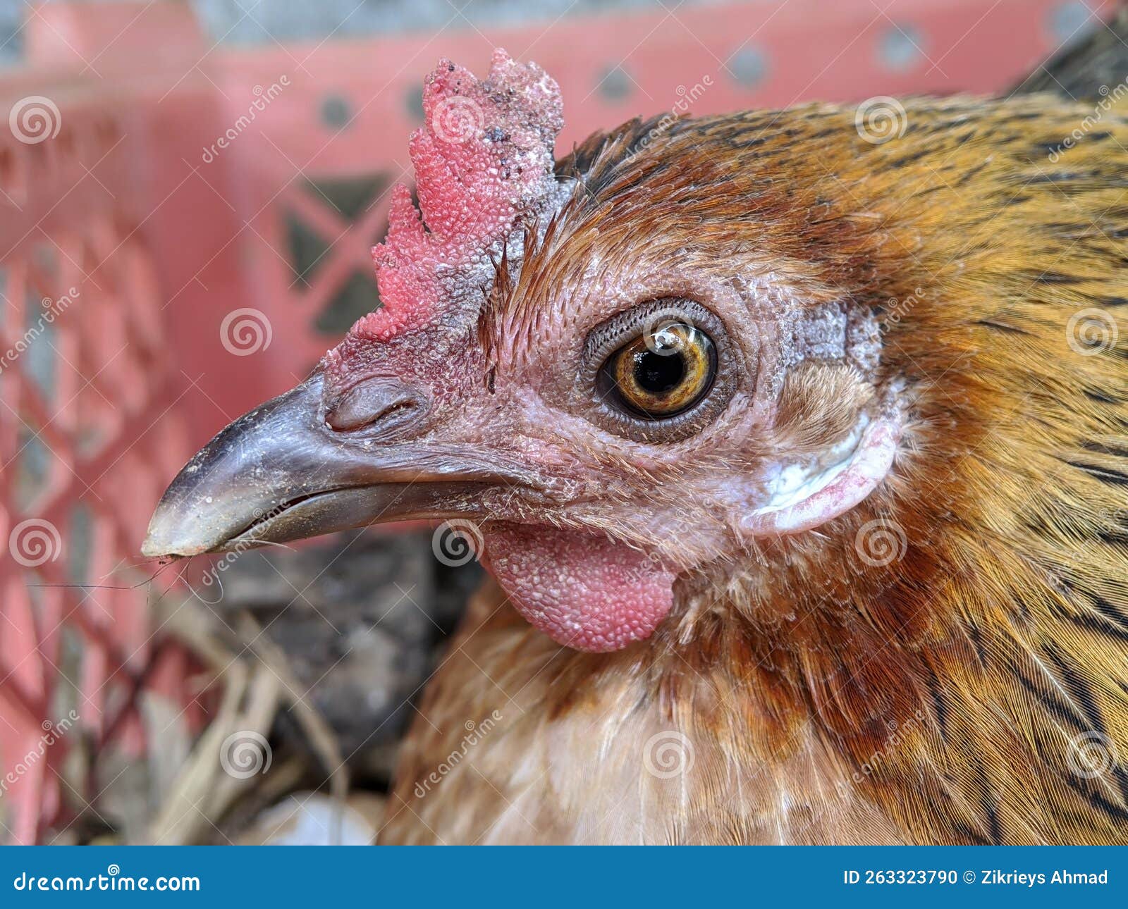 Macro of hen face texture stock photo. Image of quail - 263323790