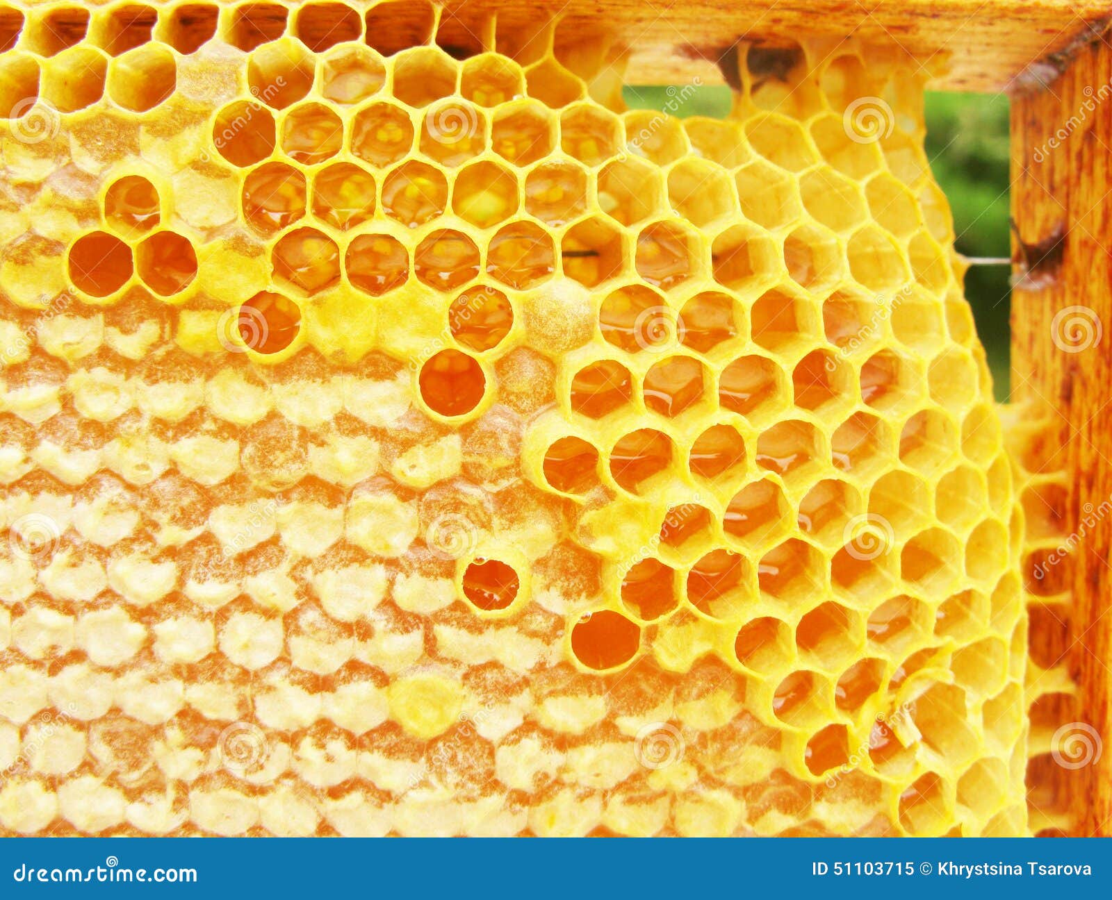 Macro hineycomb with honey stock image. Image of honey - 51103715