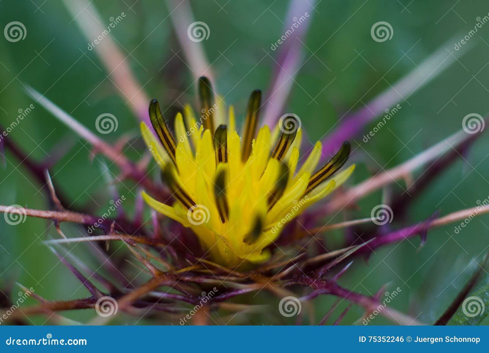Macro of a holy thistle stock photo. Image of blooming - 75352246