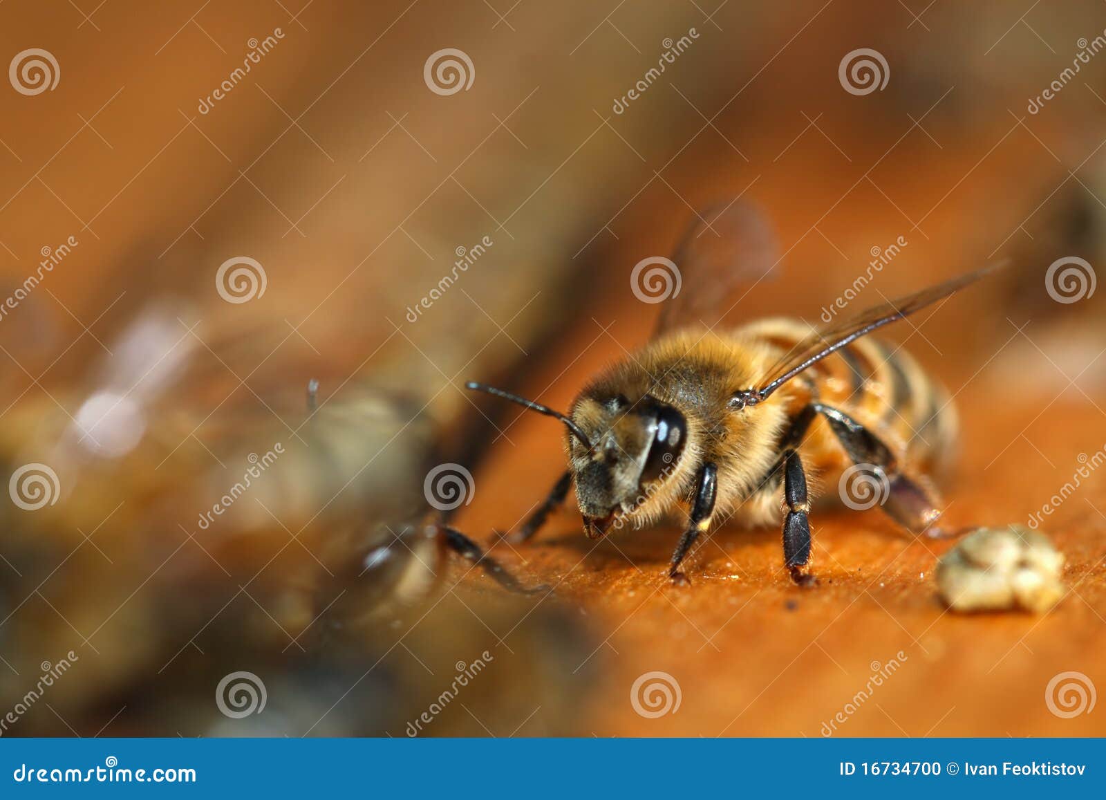 Macro of Honey Bee stock photo. Image of insect, beekeeping - 16734700