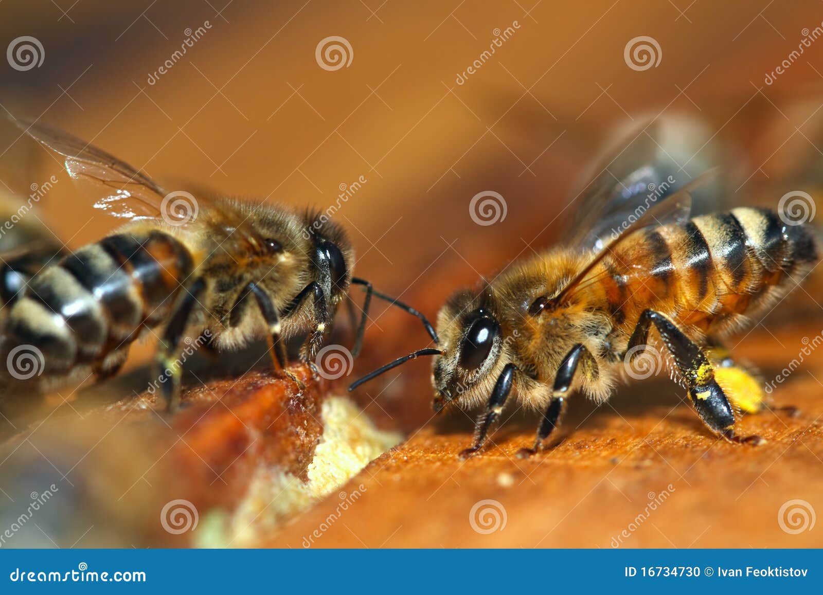 Macro of Honey Bee stock photo. Image of pollinate, clutch - 16734730