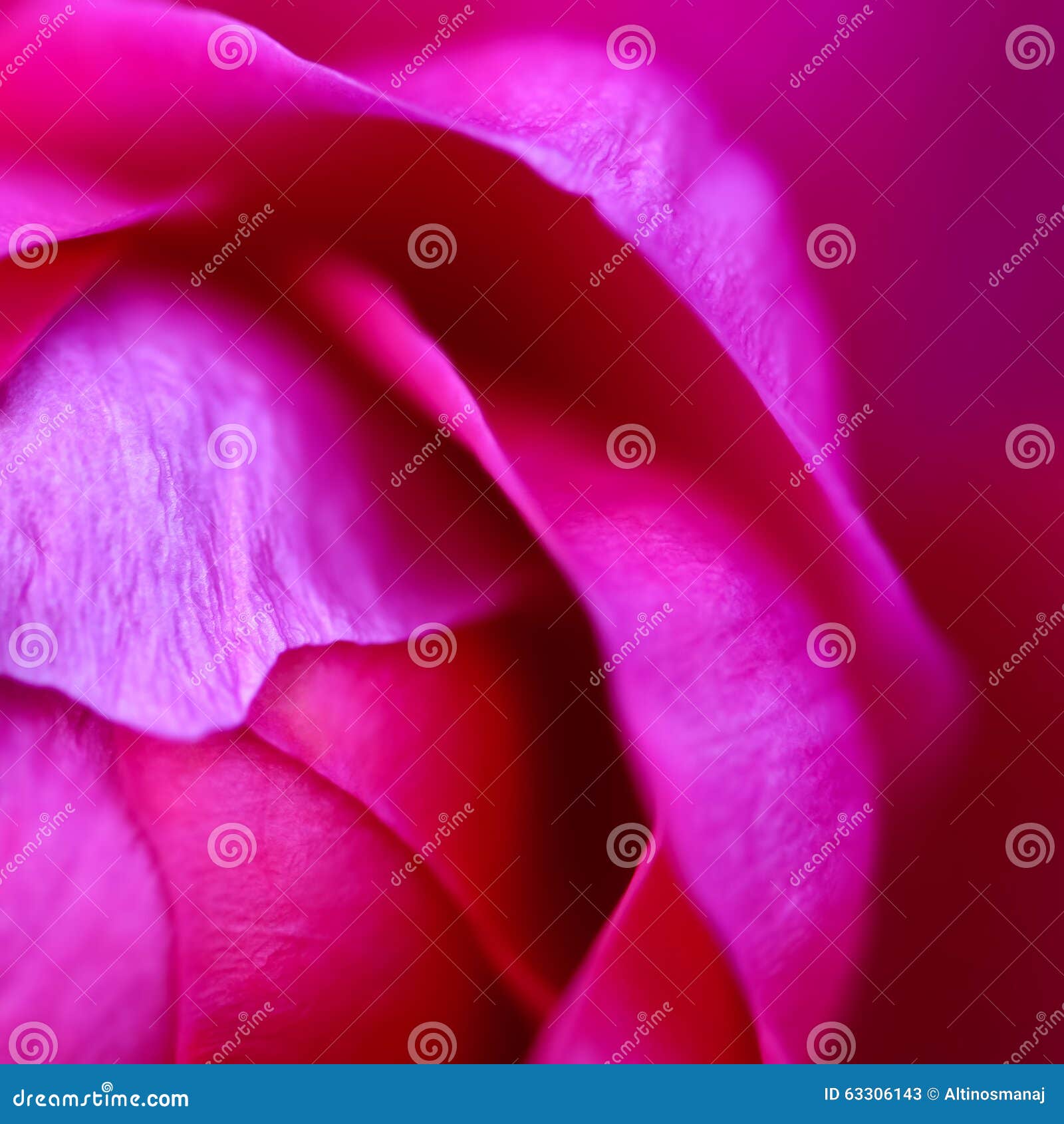 Macro Hot Pink Rose Square Composition Stock Image - Image of soft ...