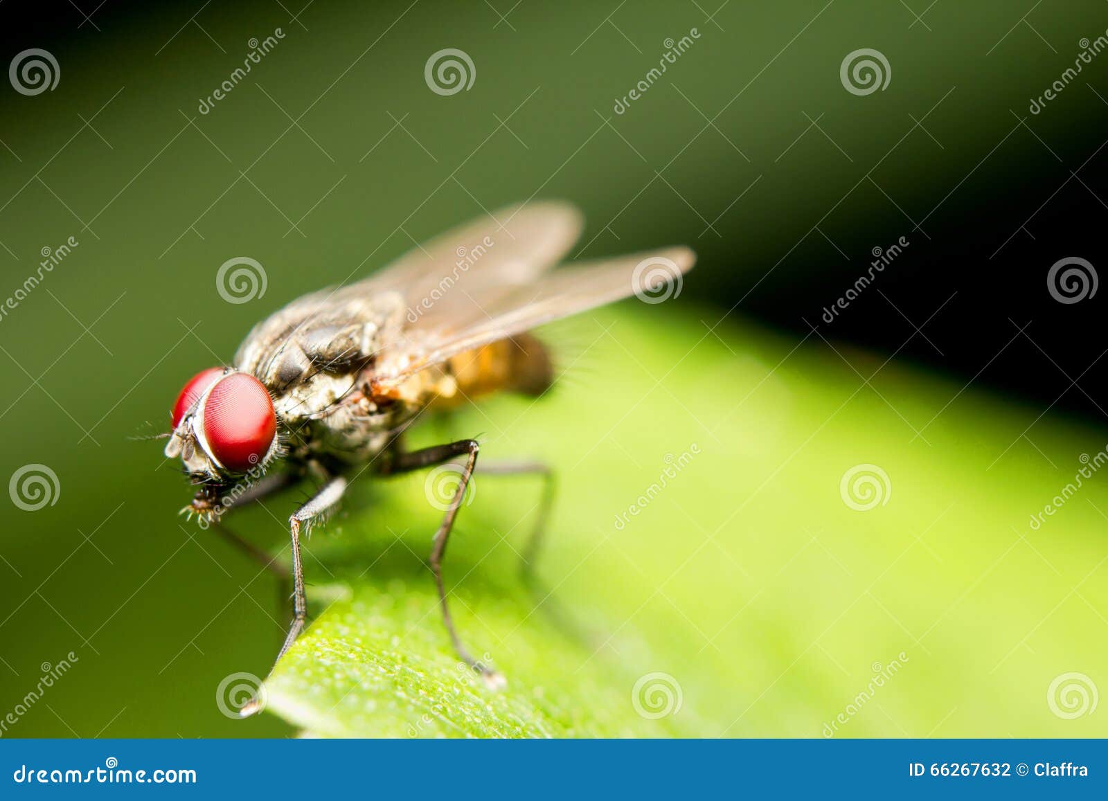 Macro of House fly stock photo. Image of close, isolated - 66267632