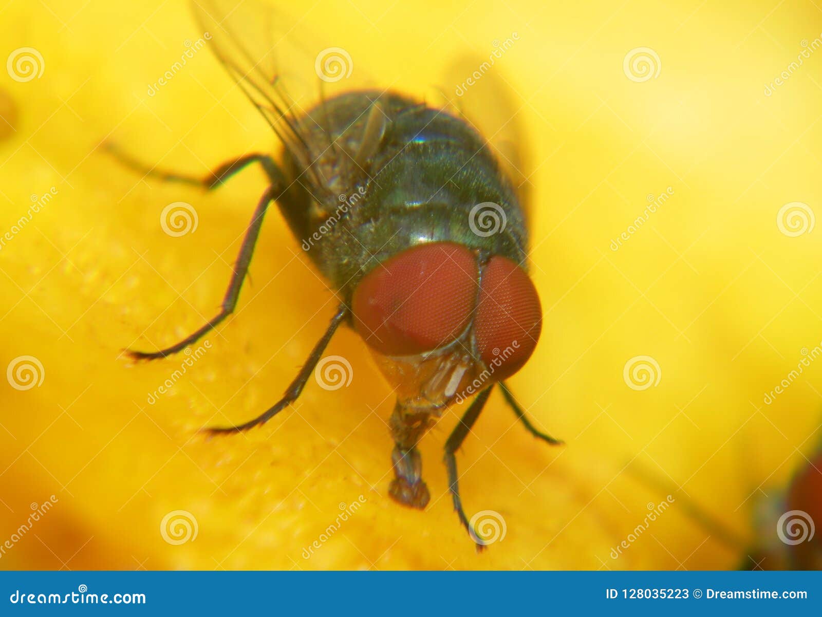 Macro of a house fly stock image. Image of house, macro - 128035223