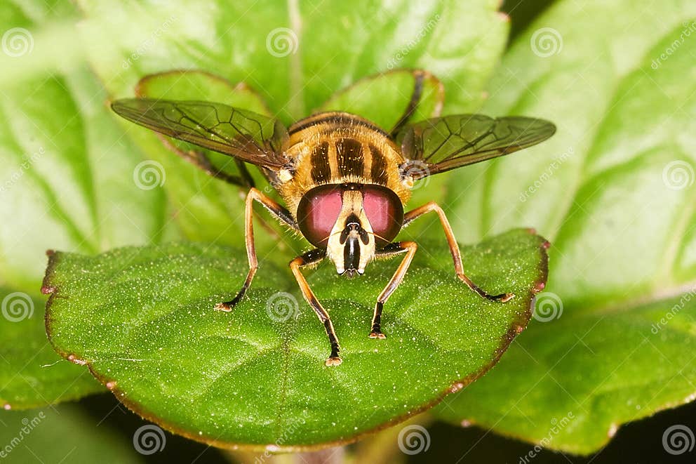 Macro of a Hoverfly on a Green Leaf Stock Image - Image of great, volucella: 319409763