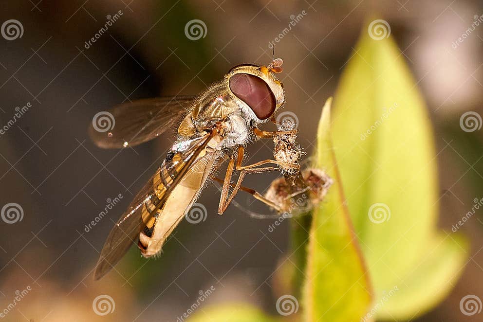 Macro of a Hoverfly on a Green Leaf Stock Photo - Image of volucella, front: 319409858