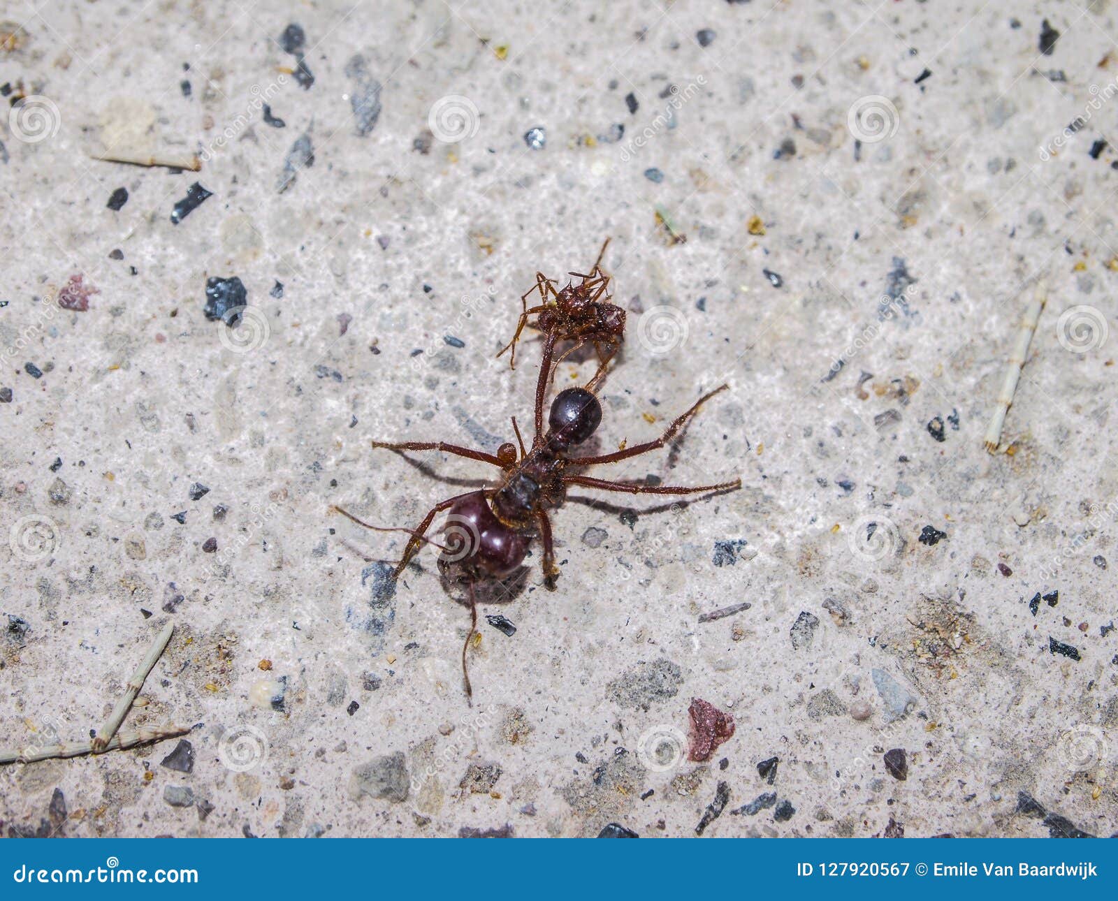 Close Up of an Ant on the Pavement of a Sidewalk Stock Image - Image of ...