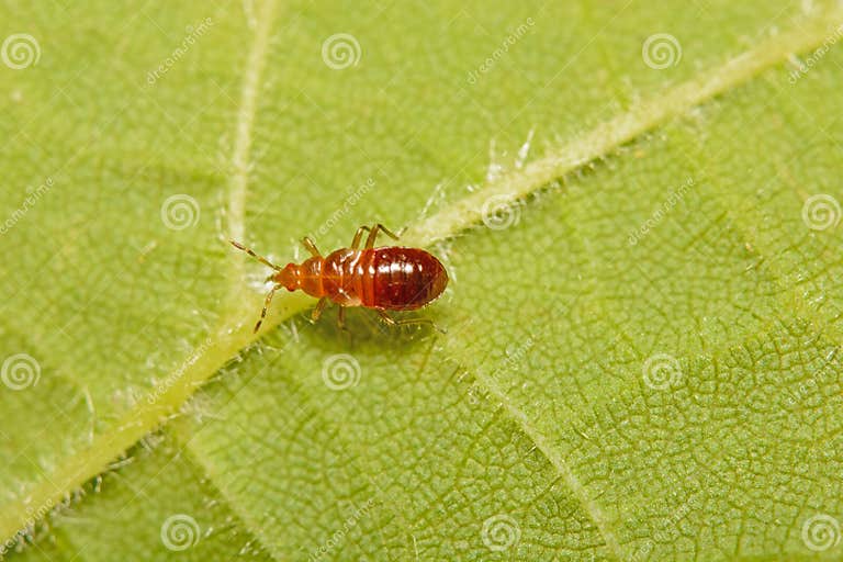 A Macro Image of an Anthocoris Nemorum Nymph Stock Image - Image of ...