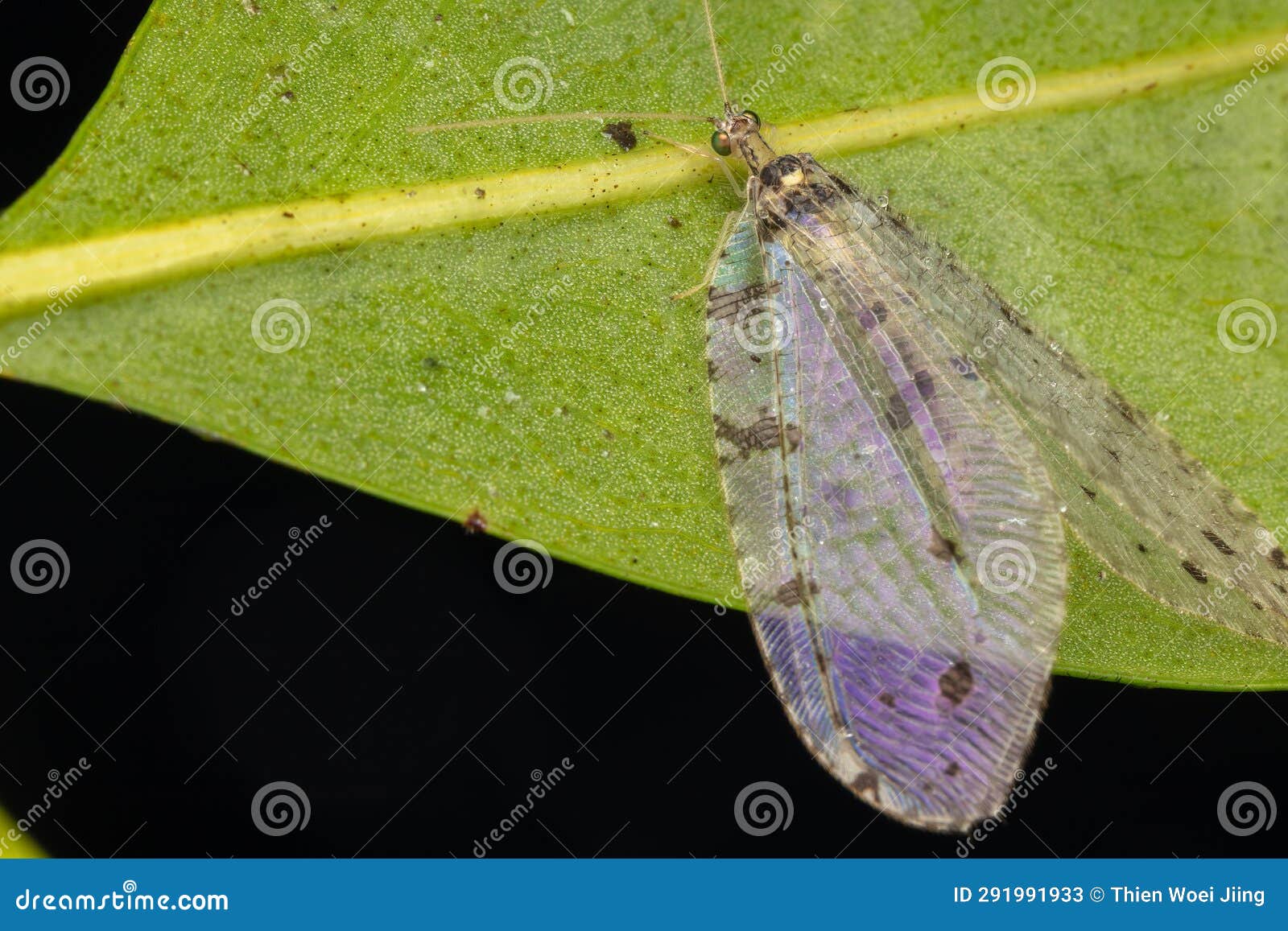 Macro Image of Beautiful Brown Lacewing Hanging on Green Leaves Stock ...