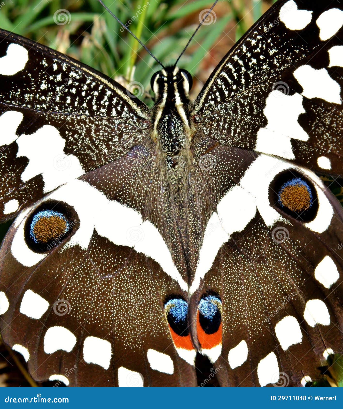 Great emperor butterfly stock photo. Image of macro, emperor - 29711048