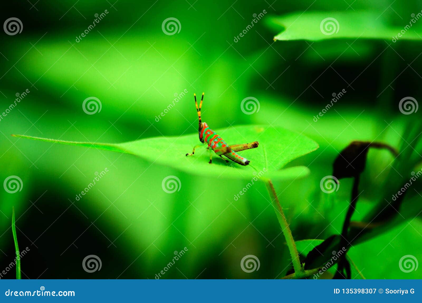 Beautiful Multi Color Insect Stock Image - Image of leaf, life: 135398307