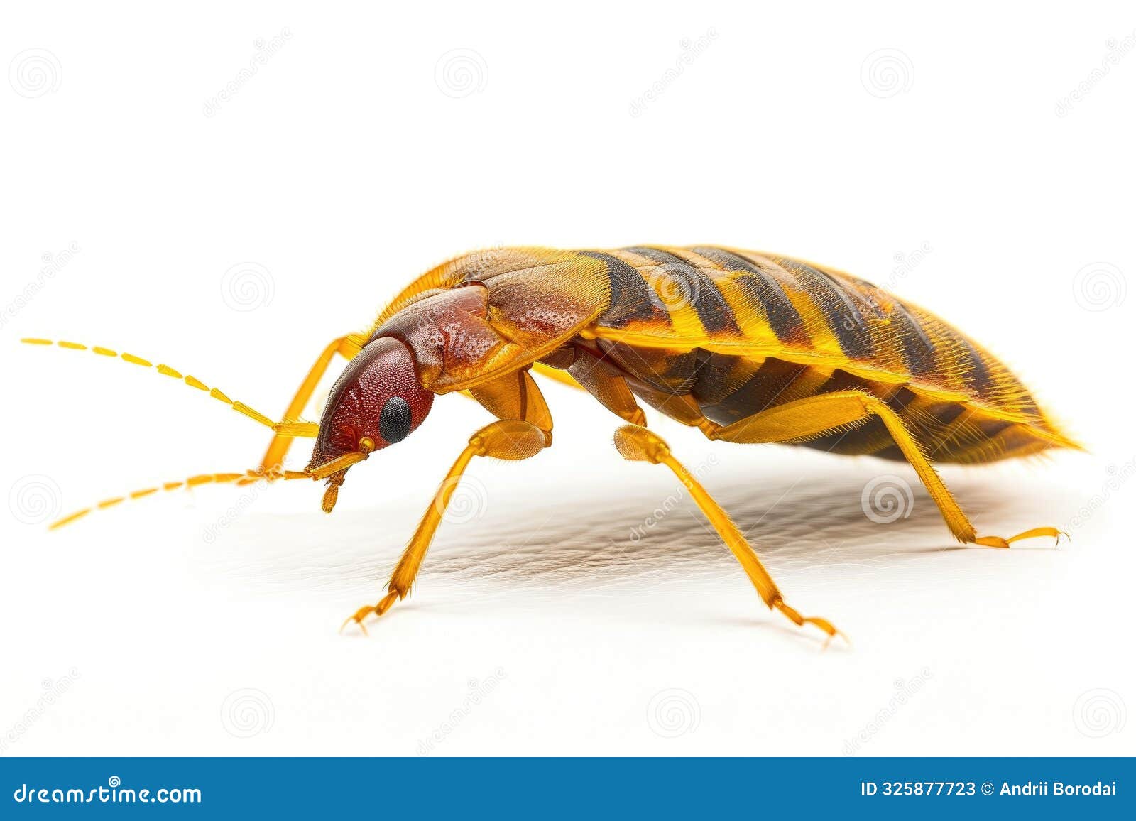 Macro Image of Bed Bug Bite Mark on Skin. Stock Illustration ...