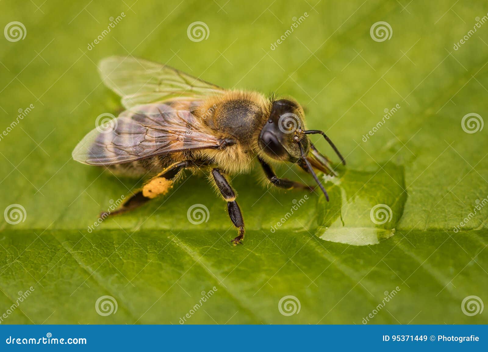 Macro Image of a Bee on a Leaf Drinking a Honey Drop from a Hive Stock ...