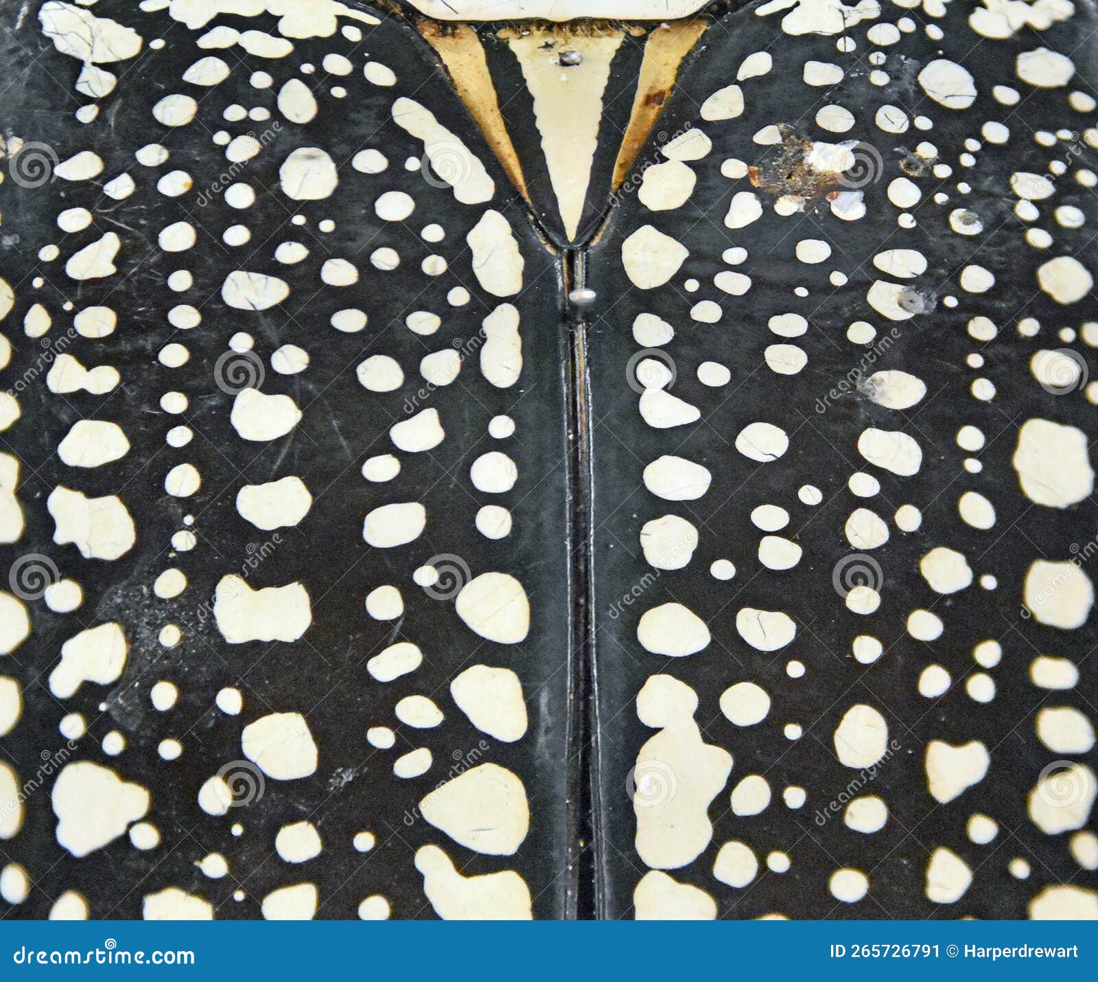 Beetle Back Black and White Pattern and Texture Stock Image - Image of ...