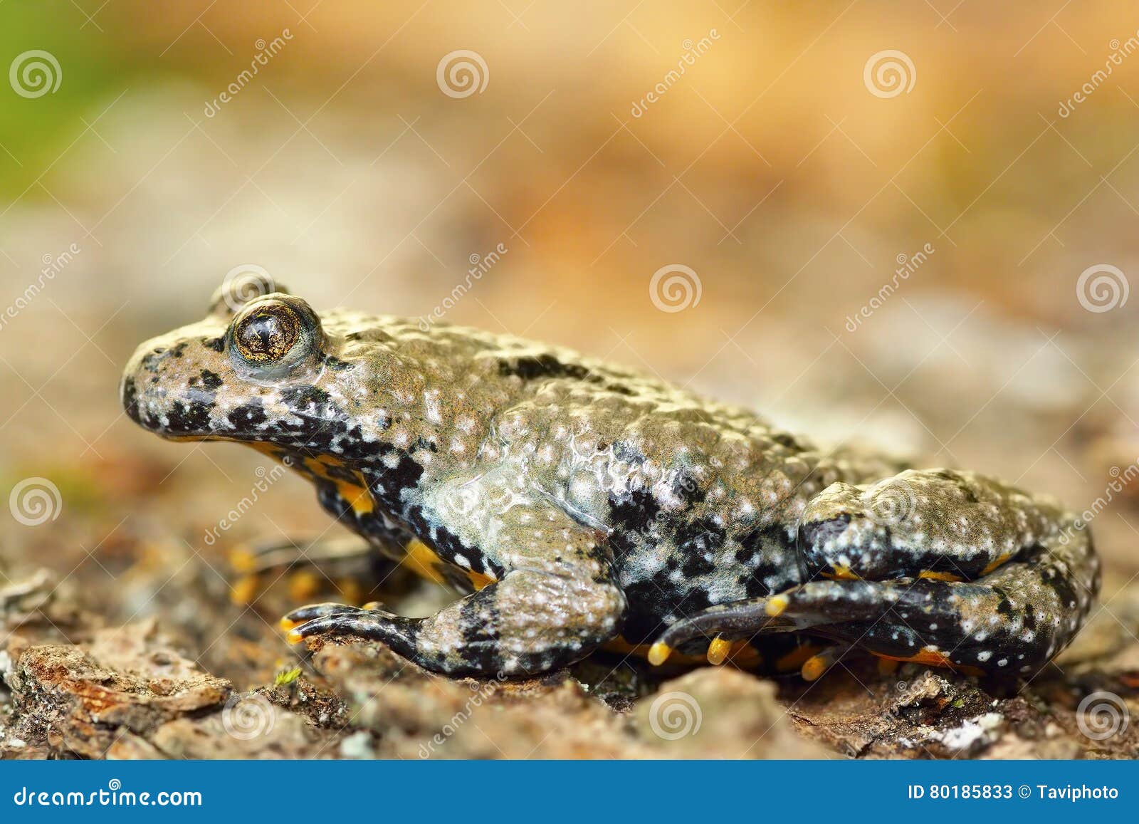 Macro Image Of Bombina Variegata Royalty-Free Stock Photo ...