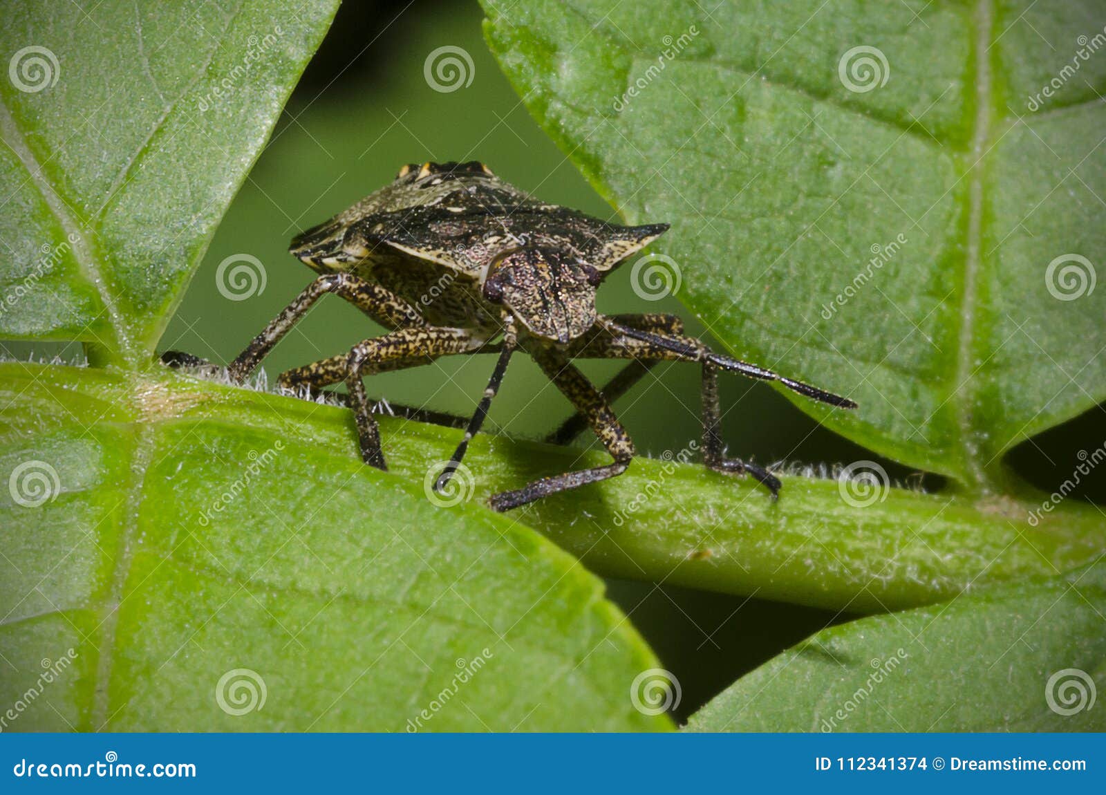 Brown Marmorated Stink Bug stock photo. Image of green - 112341374
