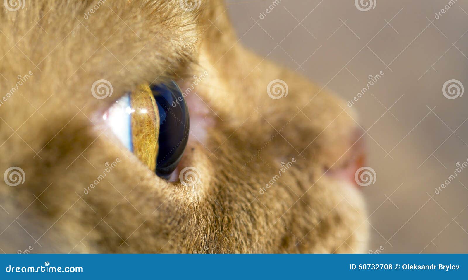 Macro Image of Cat S Eye Side View Stock Photo - Image of cosiness ...