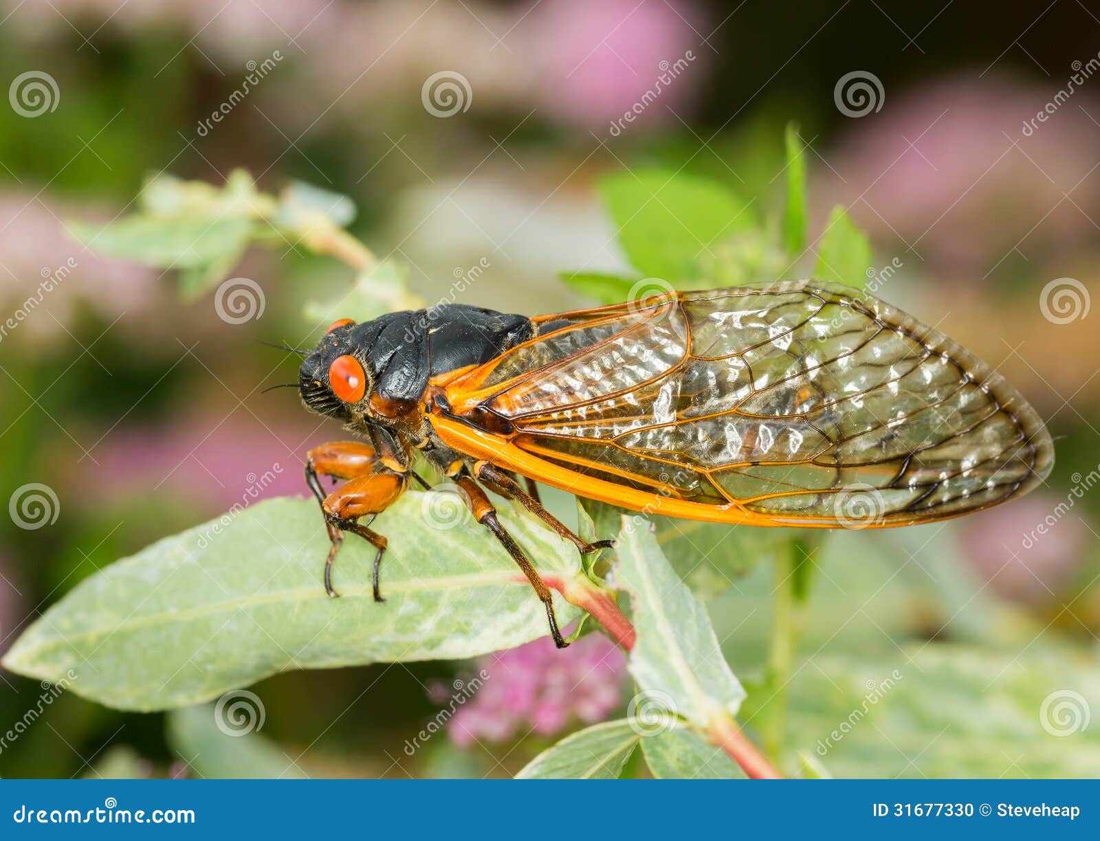 Macro Image of Cicada from Brood II Stock Photo - Image of cicadas ...