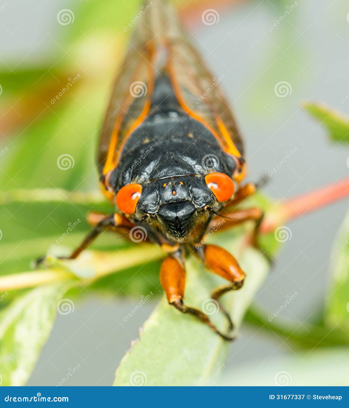 Macro Image of Cicada from Brood II Stock Image - Image of macro, swarm ...