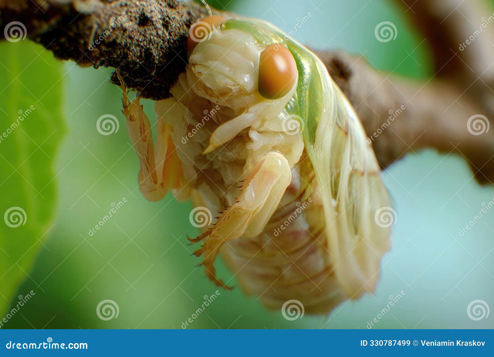 A Cicada Emerging from Its Exoskeleton Stock Illustration ...