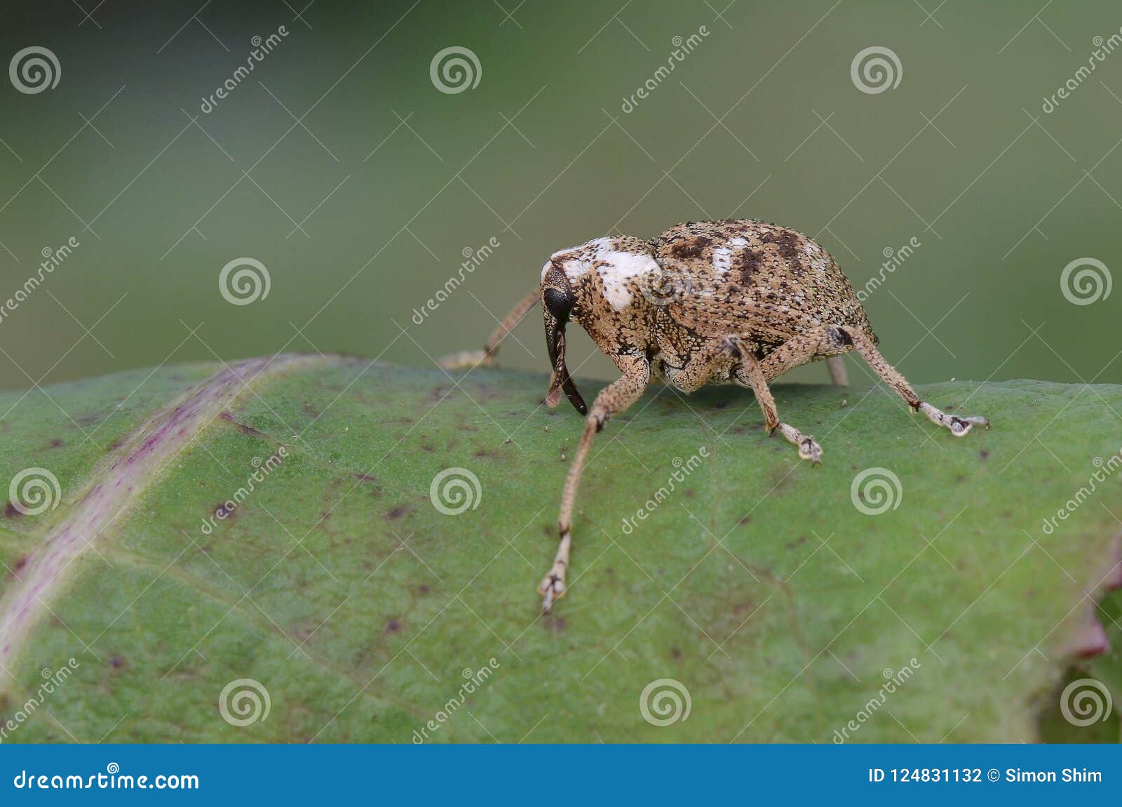 Macro Image of a Cute Weevil on Green Leaf Stock Photo - Image of ...