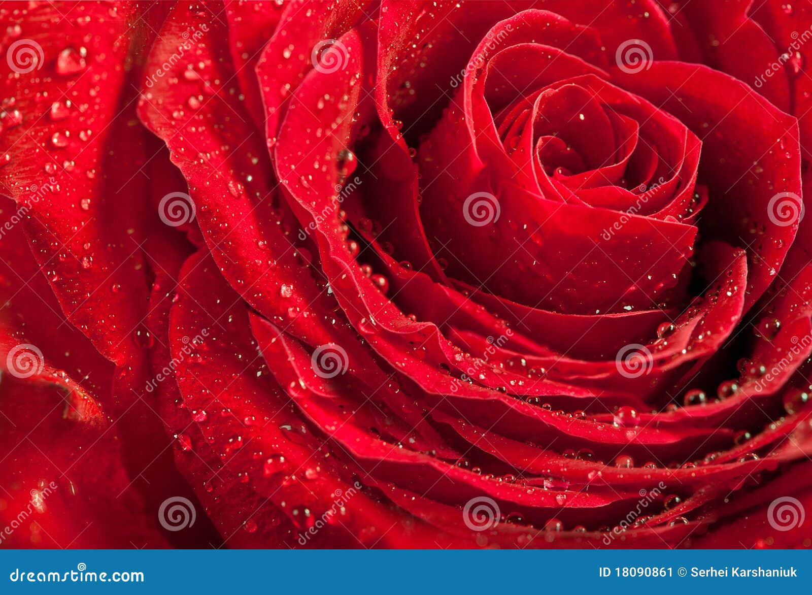 Macro Image of Dark Red Rose with Water Droplets. Stock Image - Image ...