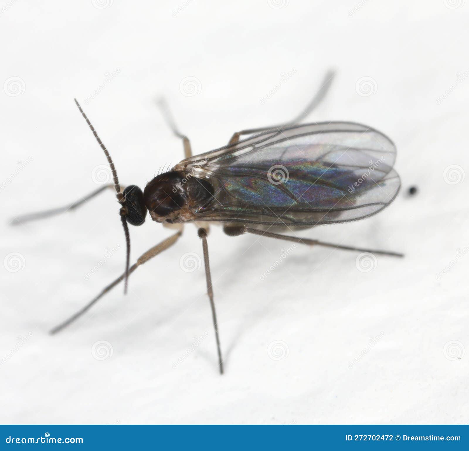 Macro Image of a Dark-winged Fungus Gnat (Sciaridae) on Wall of Flat ...