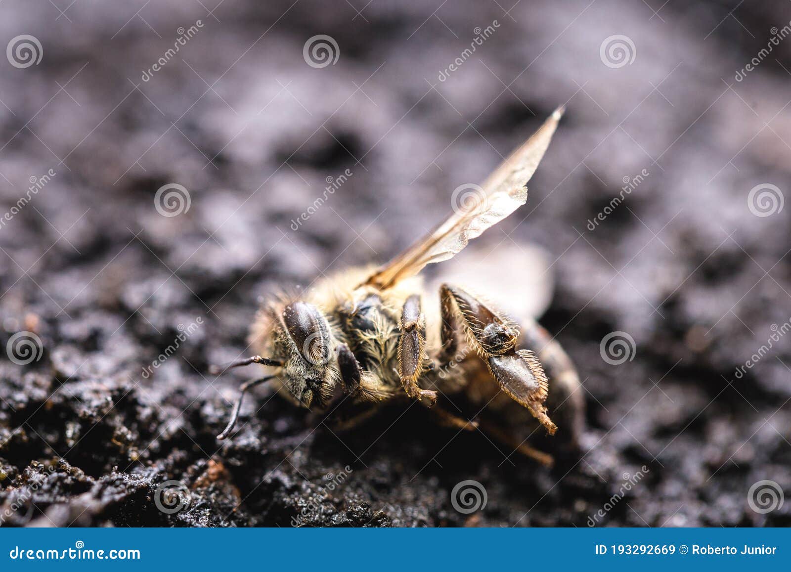 Macro Image of a Dead Bee on a Leaf of a Declining Beehive, Plagued by ...
