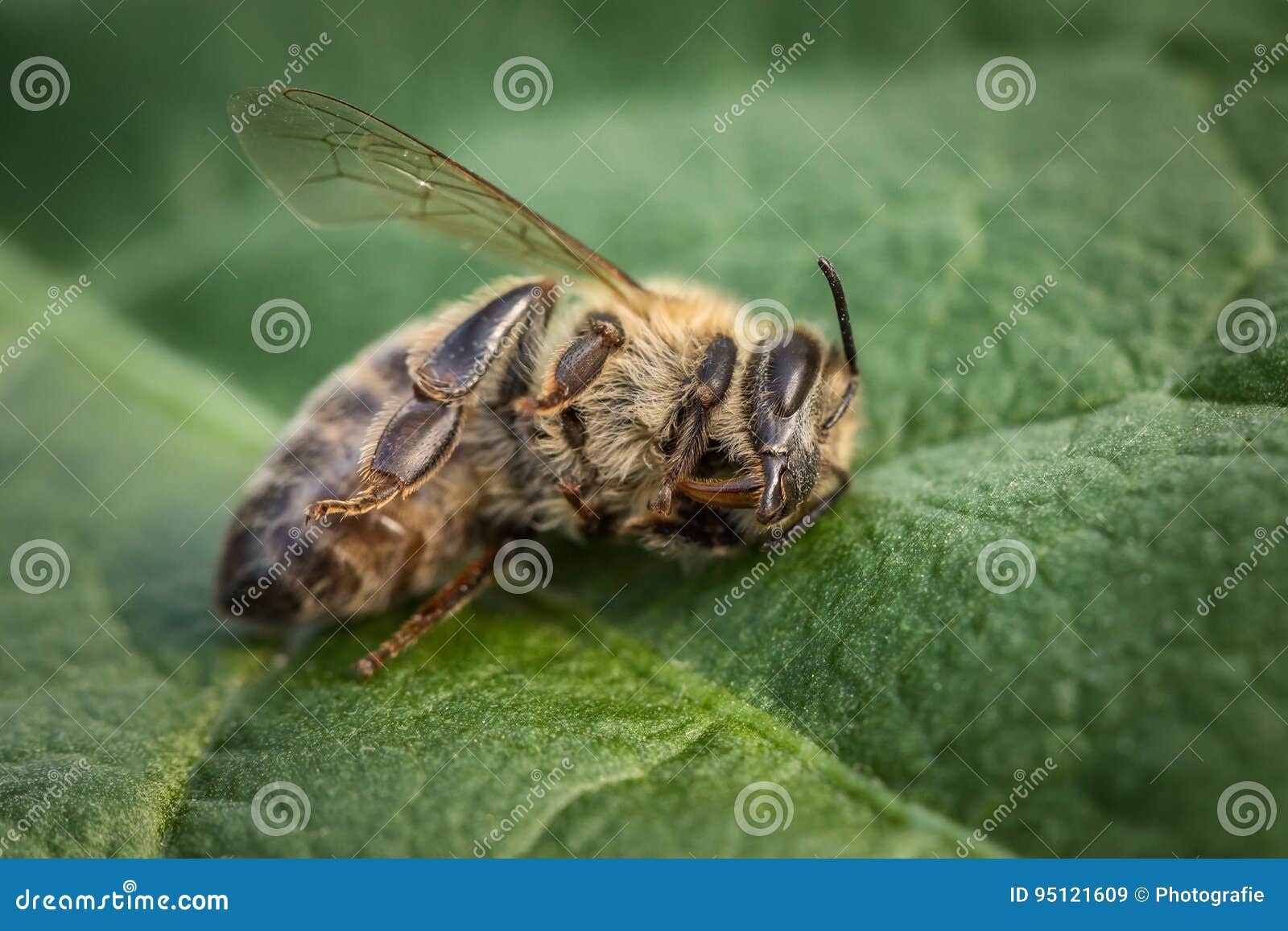 Macro Image Of A Dead Bee On A Leaf From A Hive In Decline, Plagued By ...