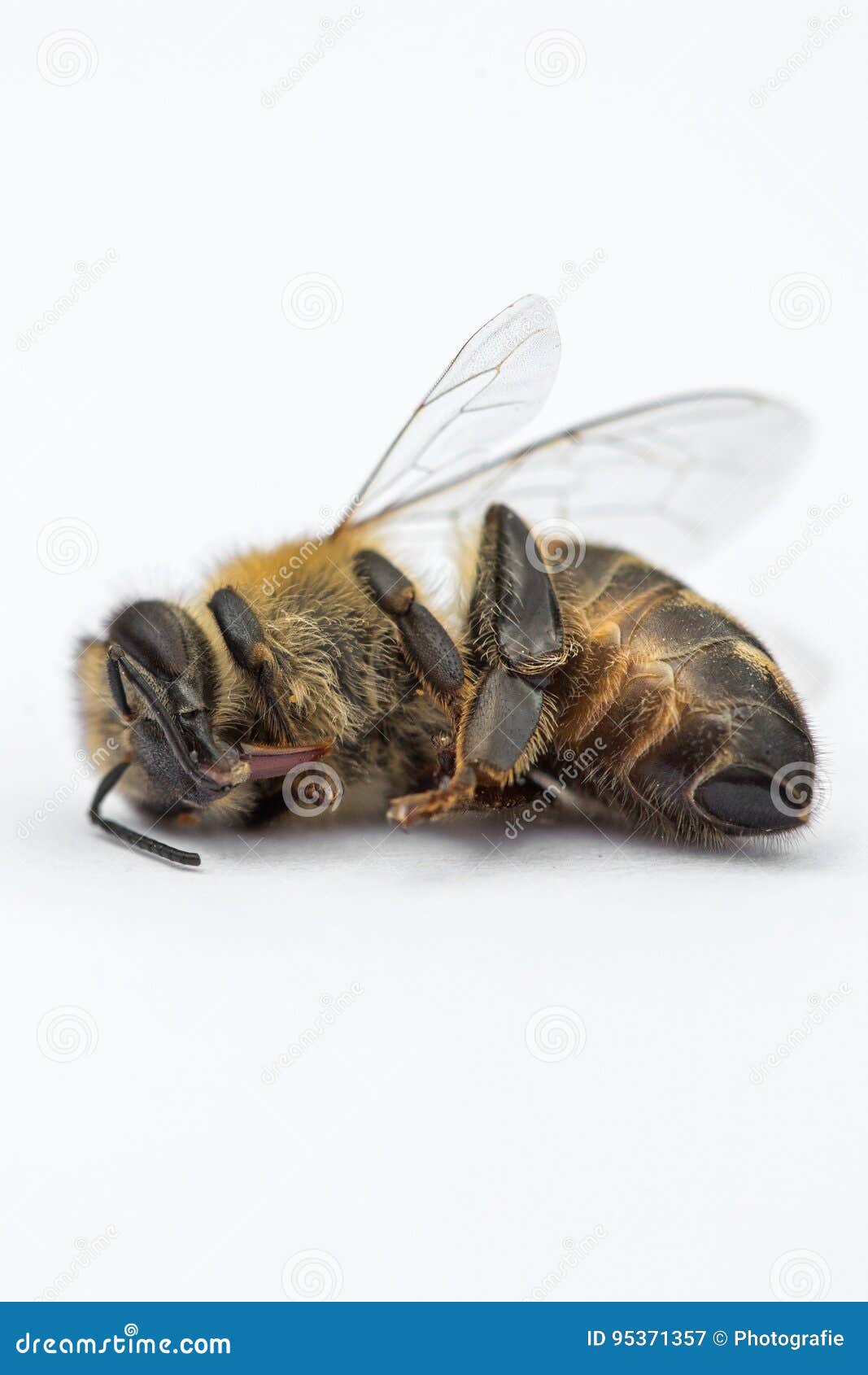 Macro Image of a Dead Bee on a White Background from a Hive in D Stock ...