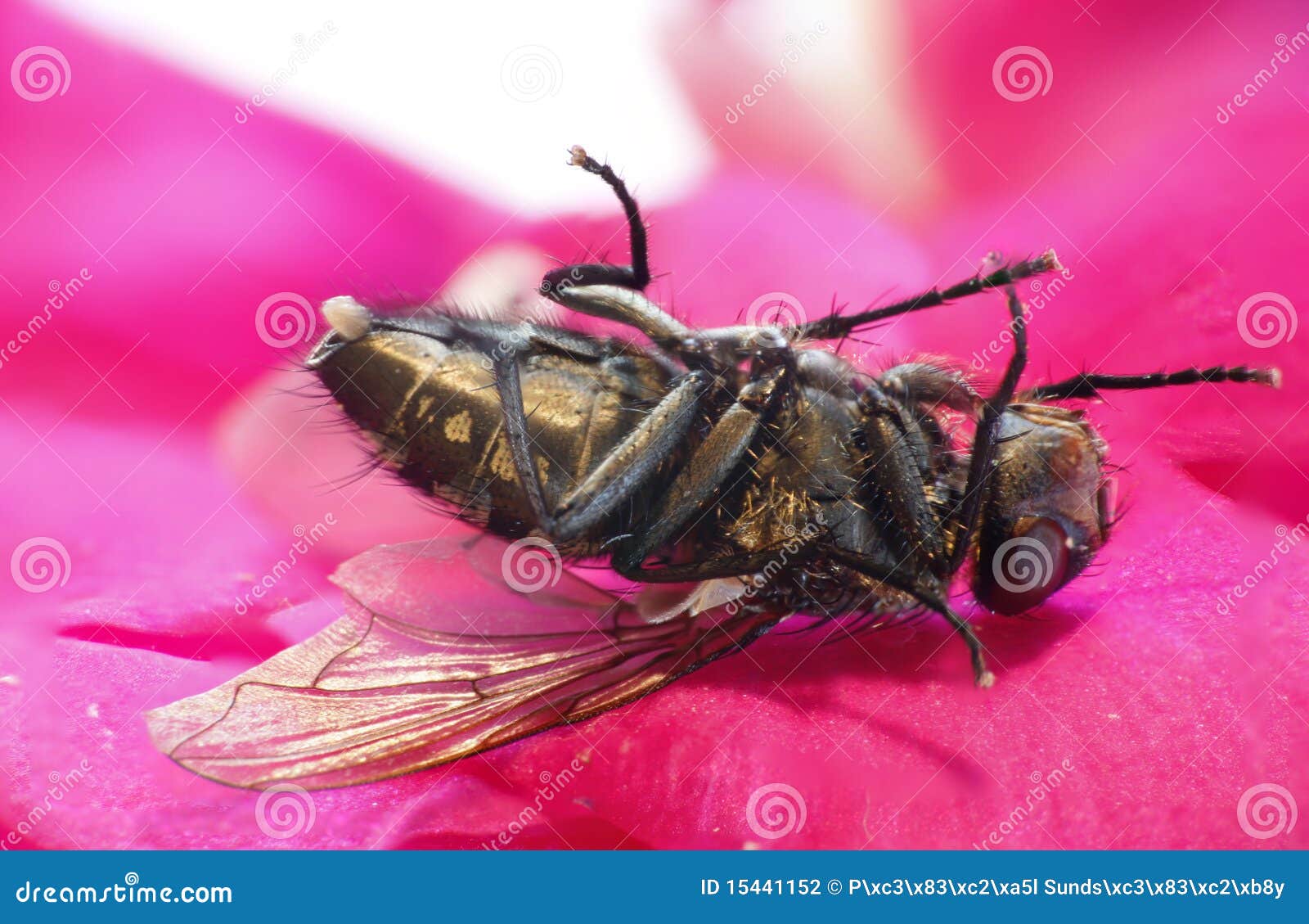 Macro image of a Dead fly stock photo. Image of hairy - 15441152
