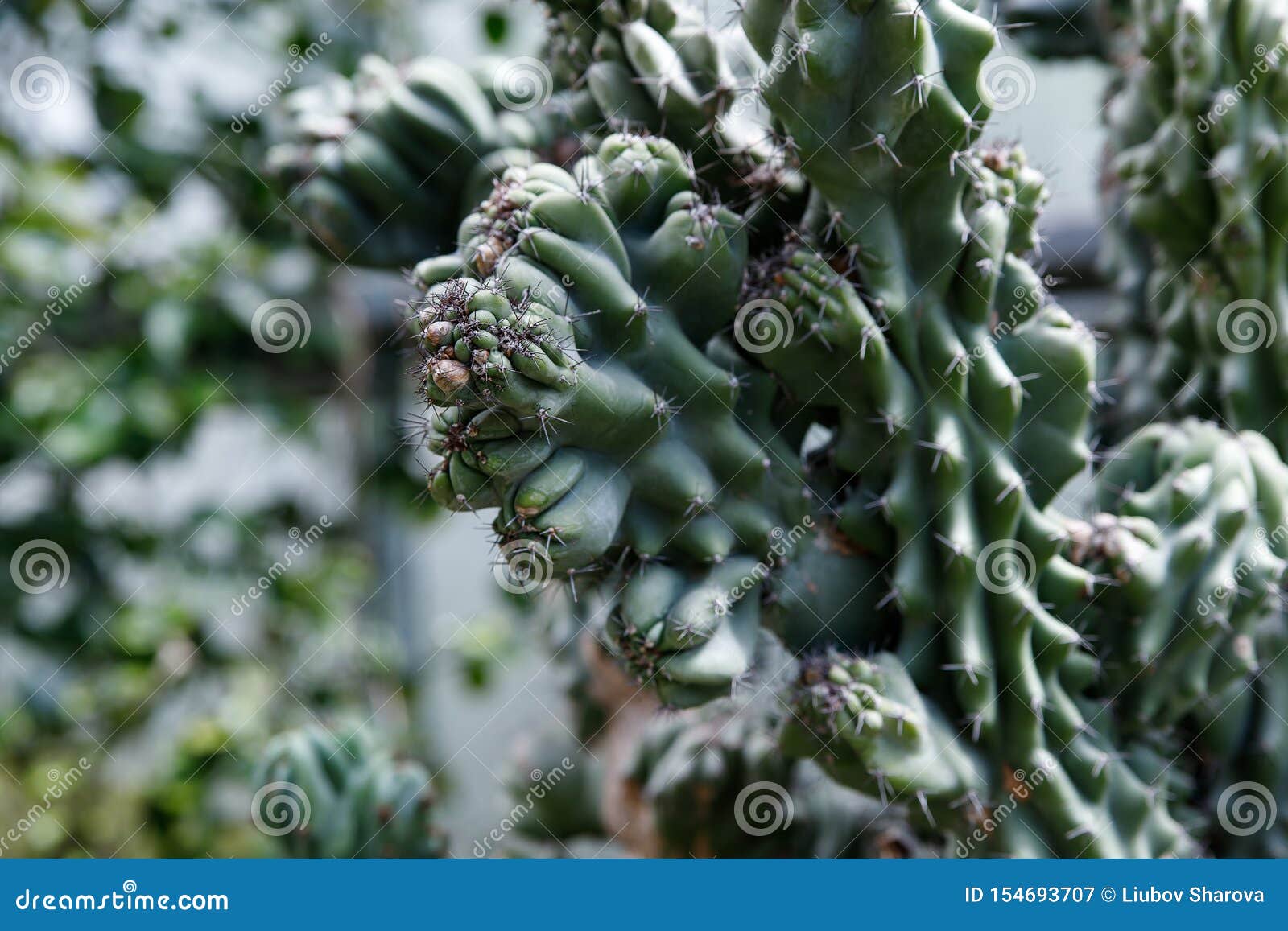 Macro Image of a Dendritic Cactus Cereus Stock Image - Image of green ...