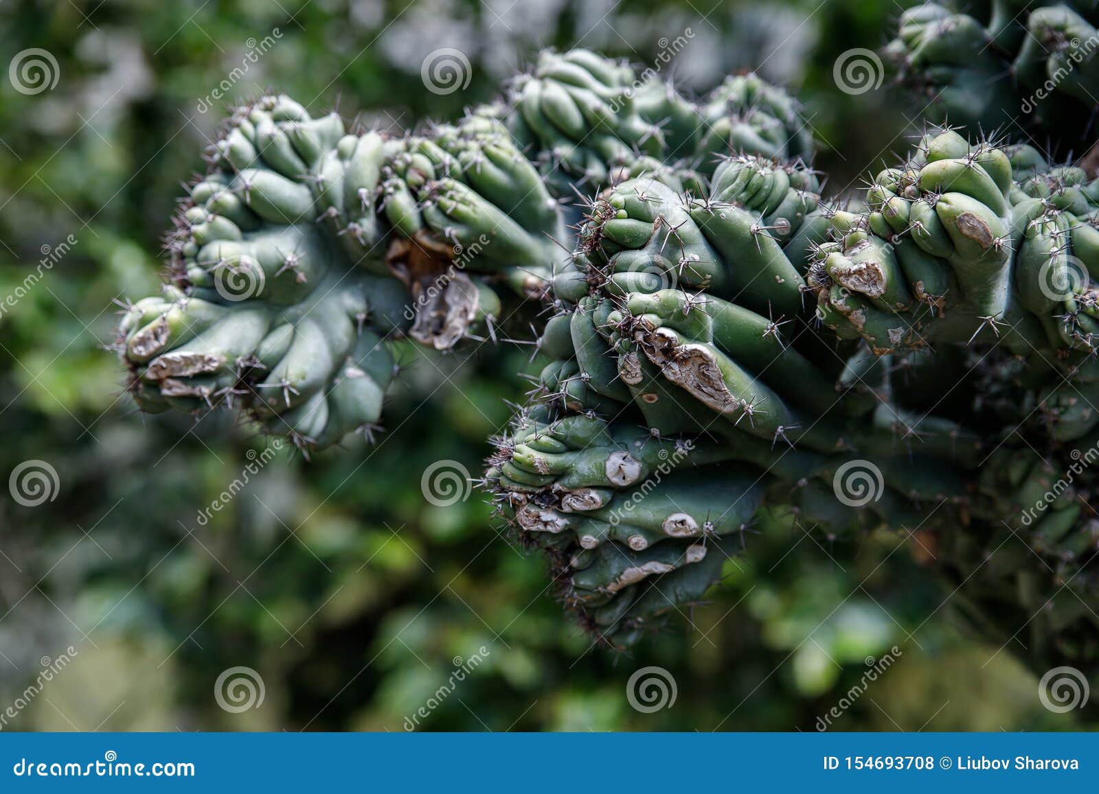 Macro Image of a Dendritic Cactus Cereus Stock Photo - Image of design ...