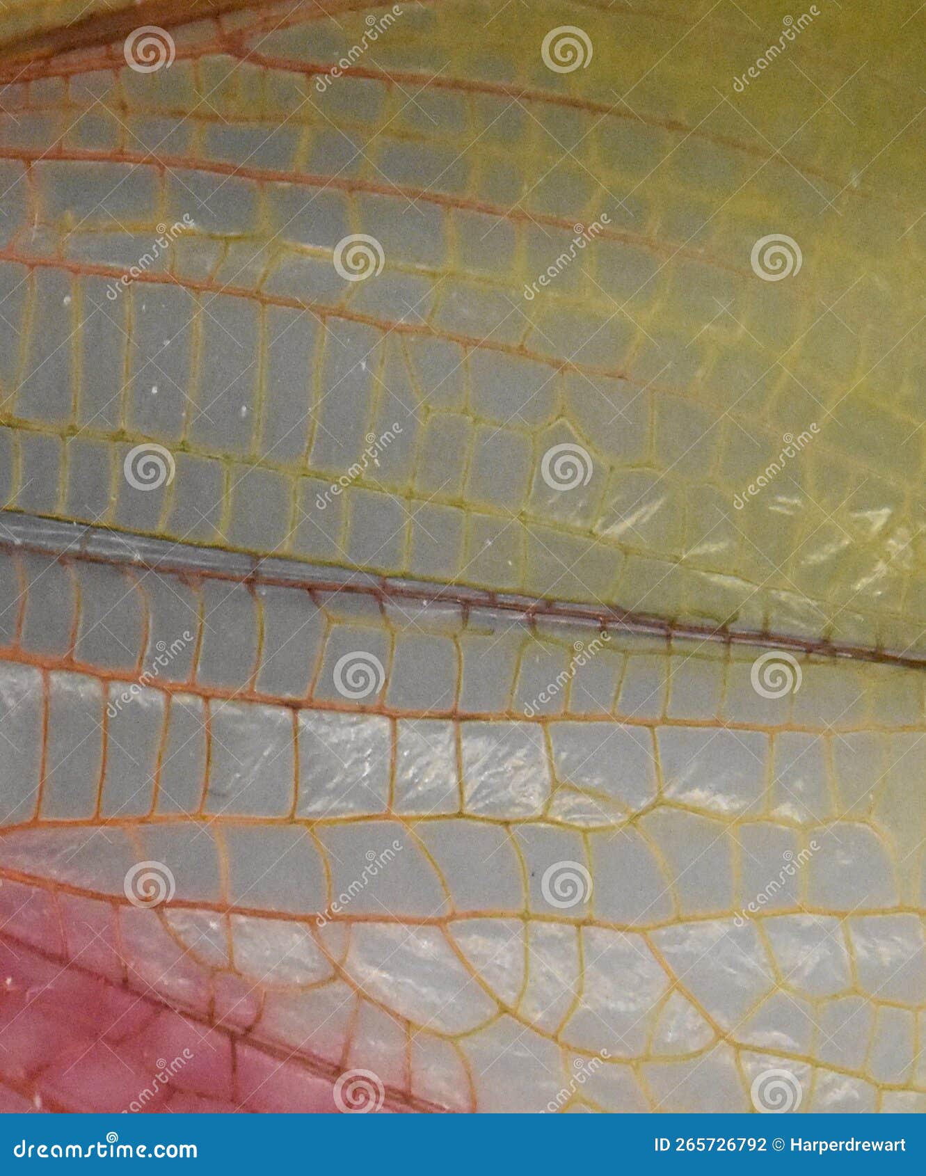 Dragonfly Wing Close Up Background With Zoomed Transparent Lattice ...