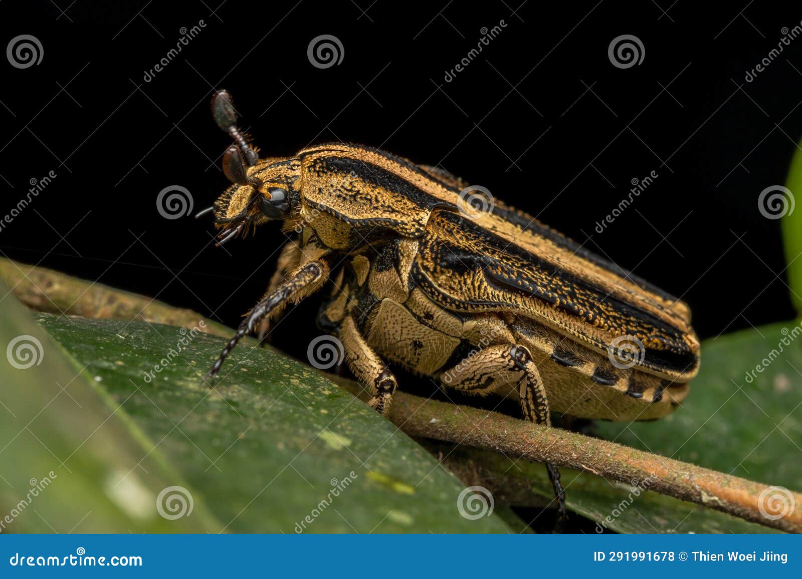 Macro Image of Flower Chafers Beetle on Green Leaves Stock Photo ...