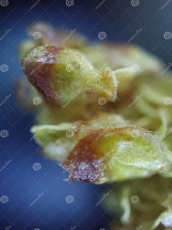 Betula Pendula (Silver Birch ) Flowers Stock Photo - Image of biology ...