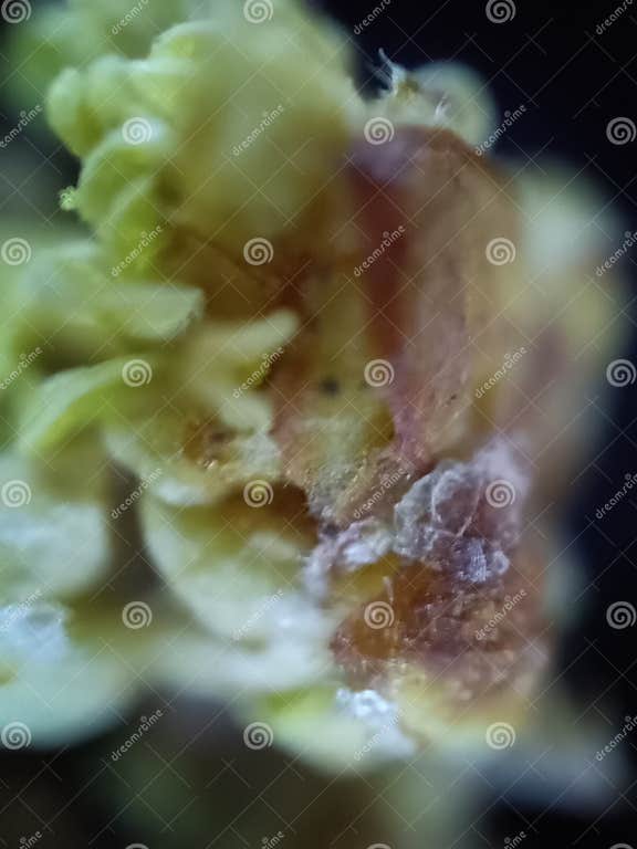 Betula Pendula (Silver Birch ) Flowers Stock Image - Image of pendula ...