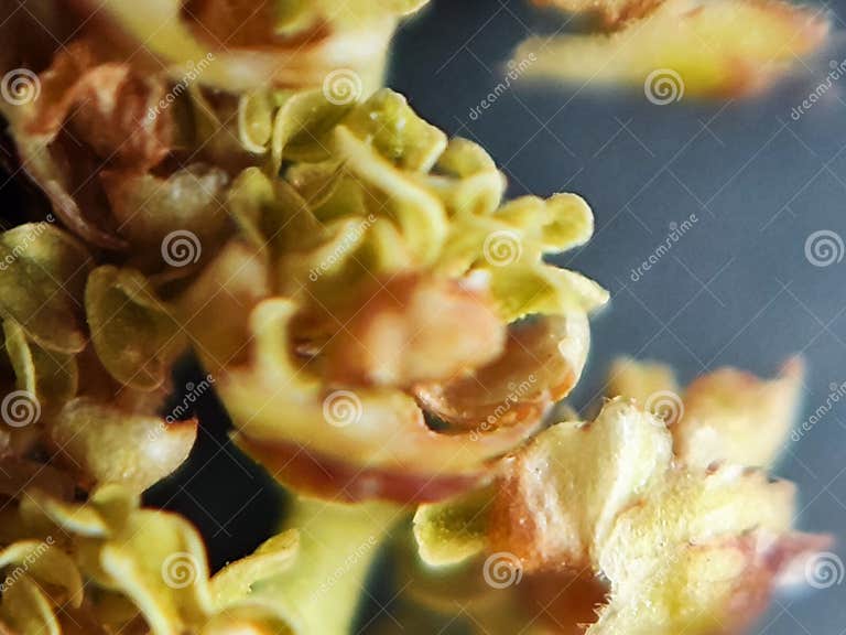 Betula Pendula (Silver Birch ) Flowers Stock Photo - Image of flower ...