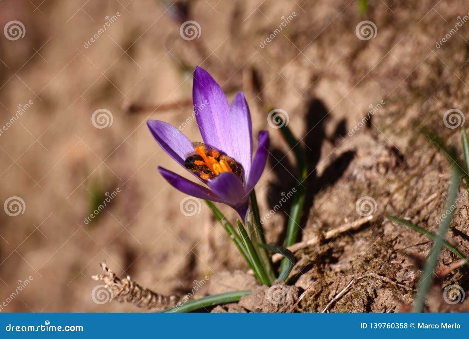 Flowers And Insects Royalty-Free Stock Photography | CartoonDealer.com ...