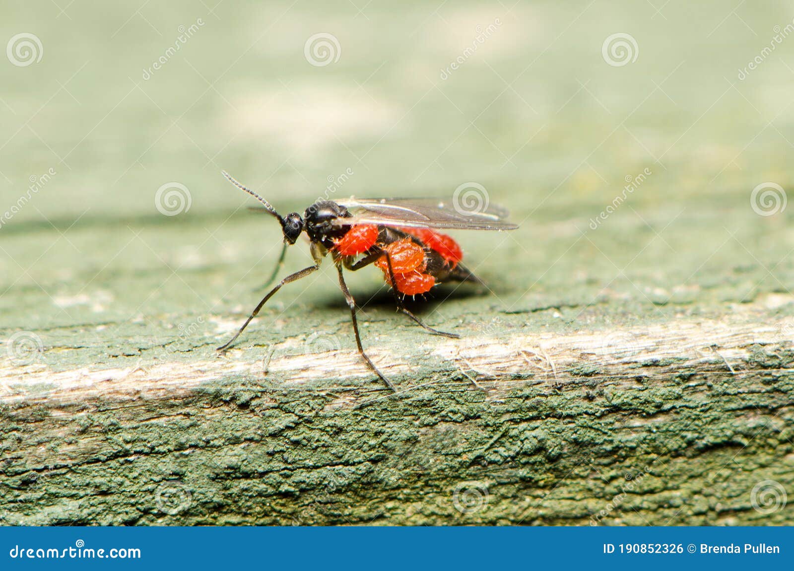 A Tiny Flying Insect Sitting On The Concrete Floor. Royalty-Free Stock ...