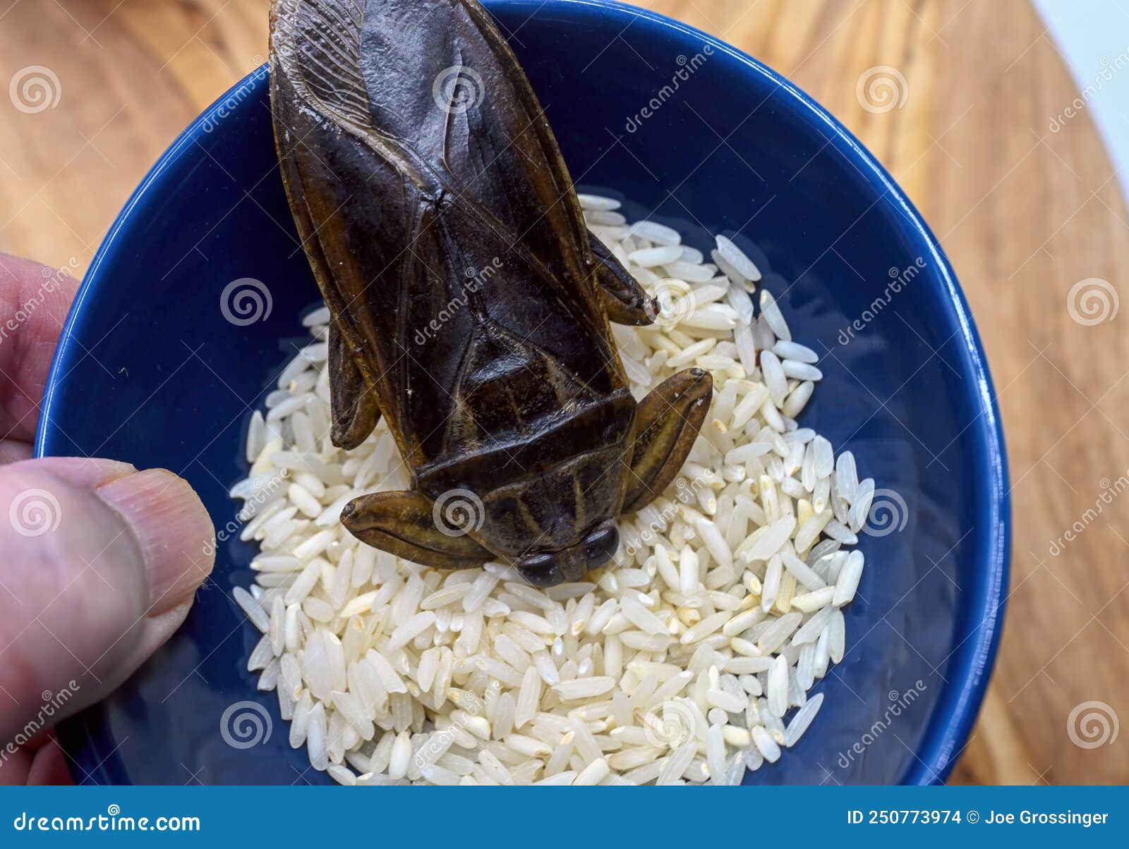 Huge Waterbug on White Rice Stock Photo - Image of background, insect ...