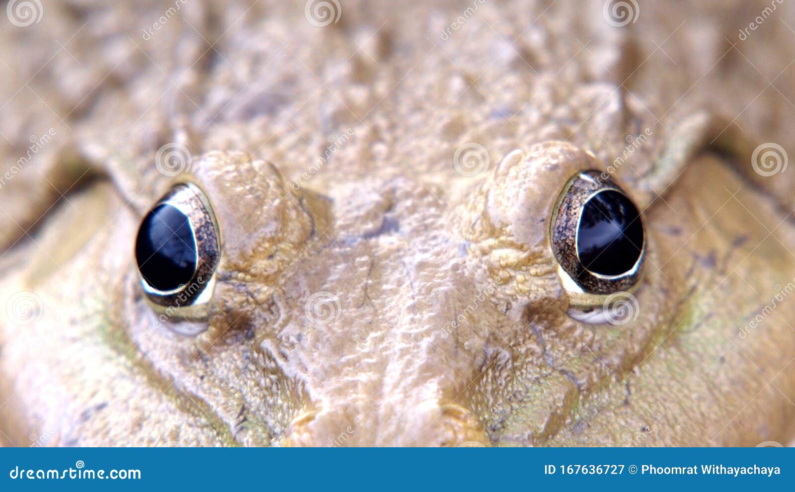 A Macro Image of the Frog Eyes, Clearly Visible Round Shape of Black ...