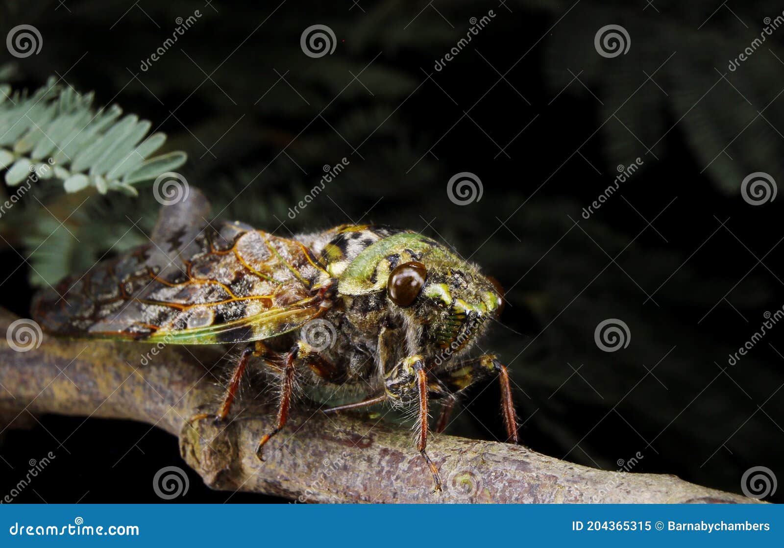 Beautiful Cicada on a Tree Branch in Closeup Stock Image - Image of ...