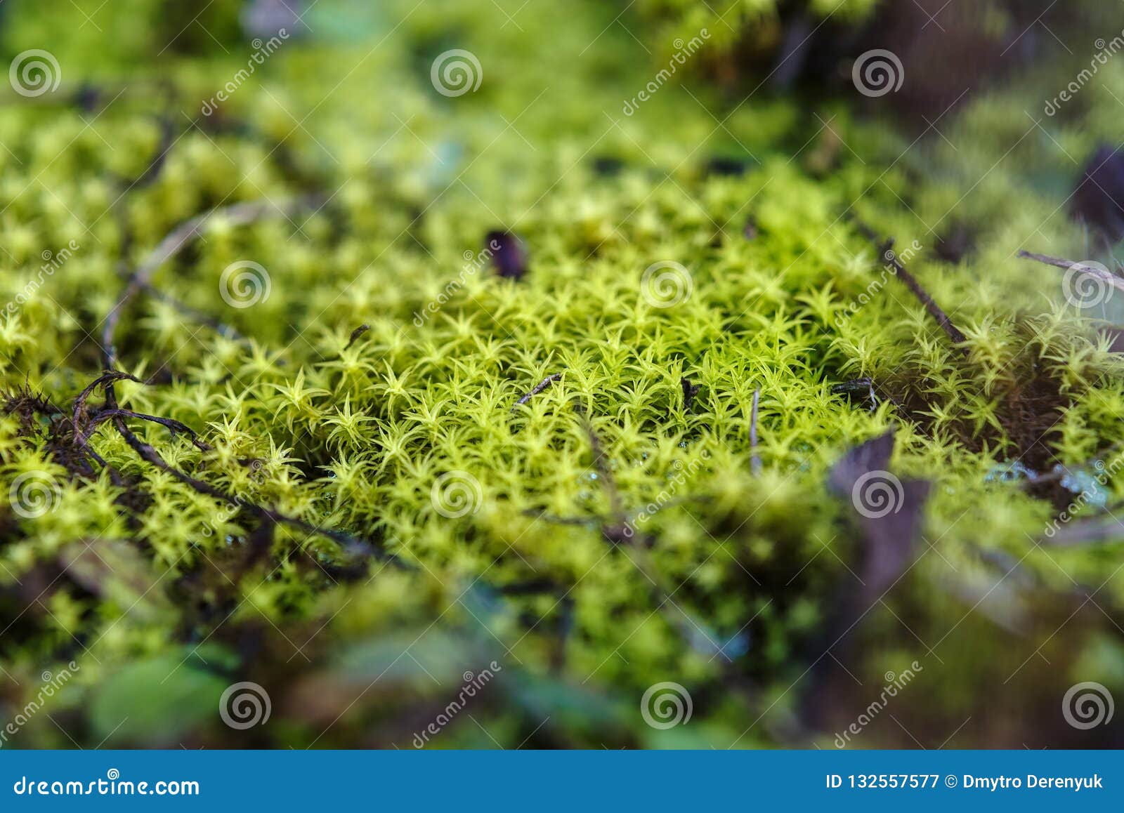 Macro Image of Green Moss on the Forest Ground Stock Image - Image of ...