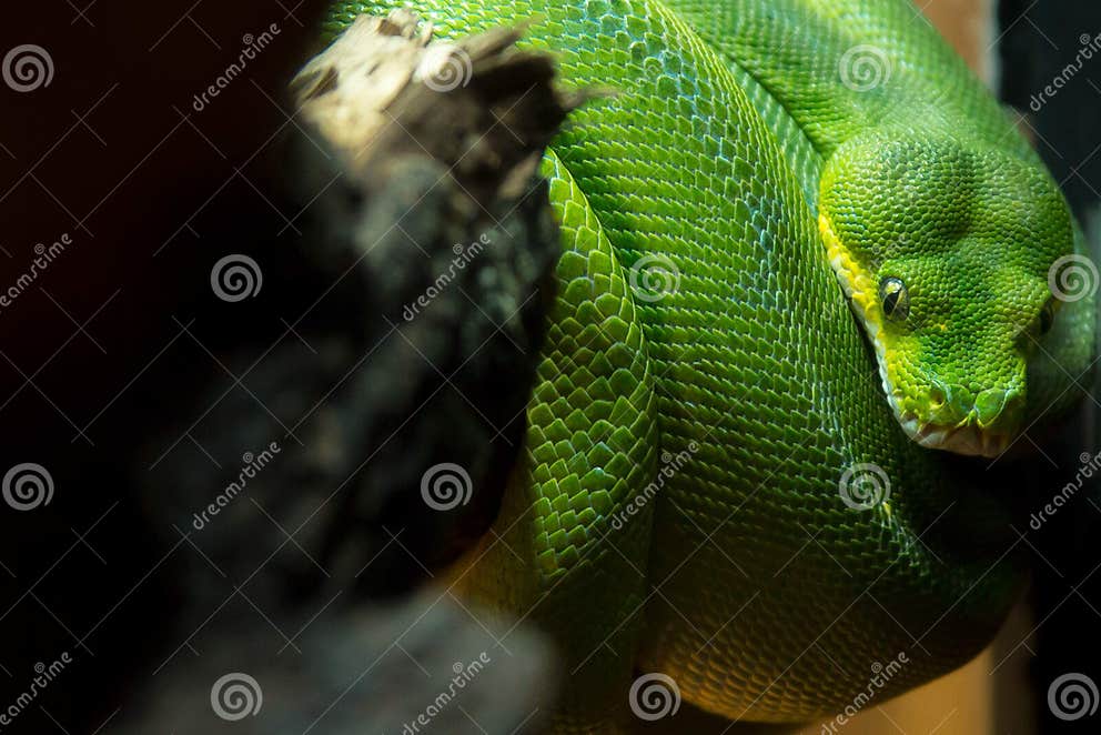 Macro Image of Green Python Coiled Around Branch Stock Photo - Image of ...