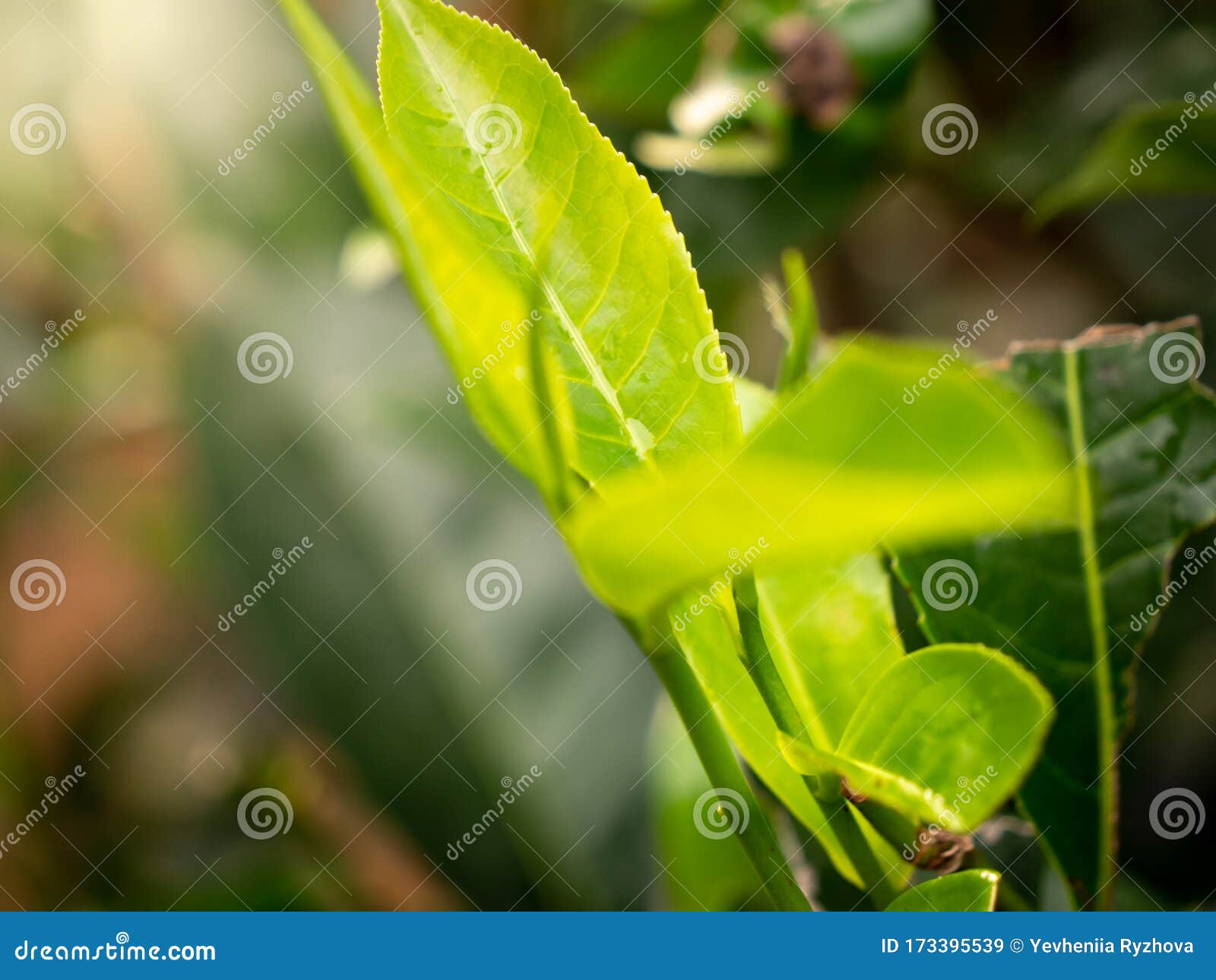 Macro Image of Green Tea Leaves Structure Stock Image - Image of ...